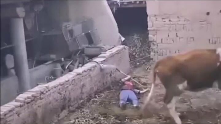 A Cow's Hoof Flew Into The Face Of A Woman Who Was Cleaning A Stable